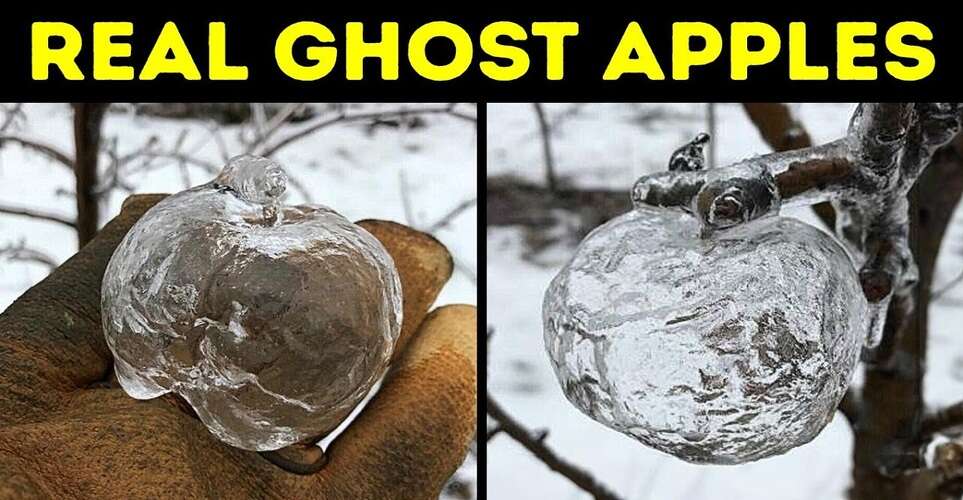 This is World's Strangest Fruit, its Name 'Ghost Apple', Do You Know ...