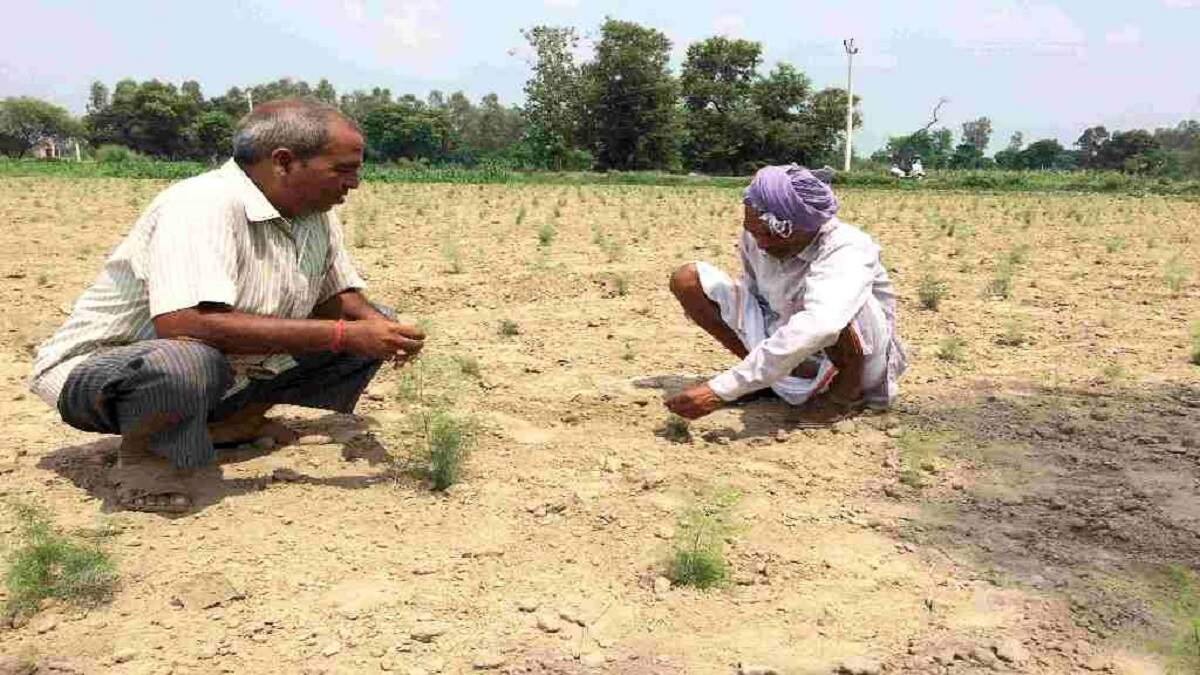 Good News For Farmers, Now Hybrid Seeds Are Being Prepared For Farming ...